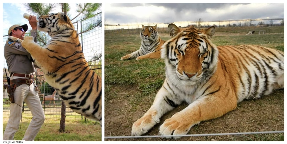 The 6 Most Iconic Tiger King Characters - Oya Costumes